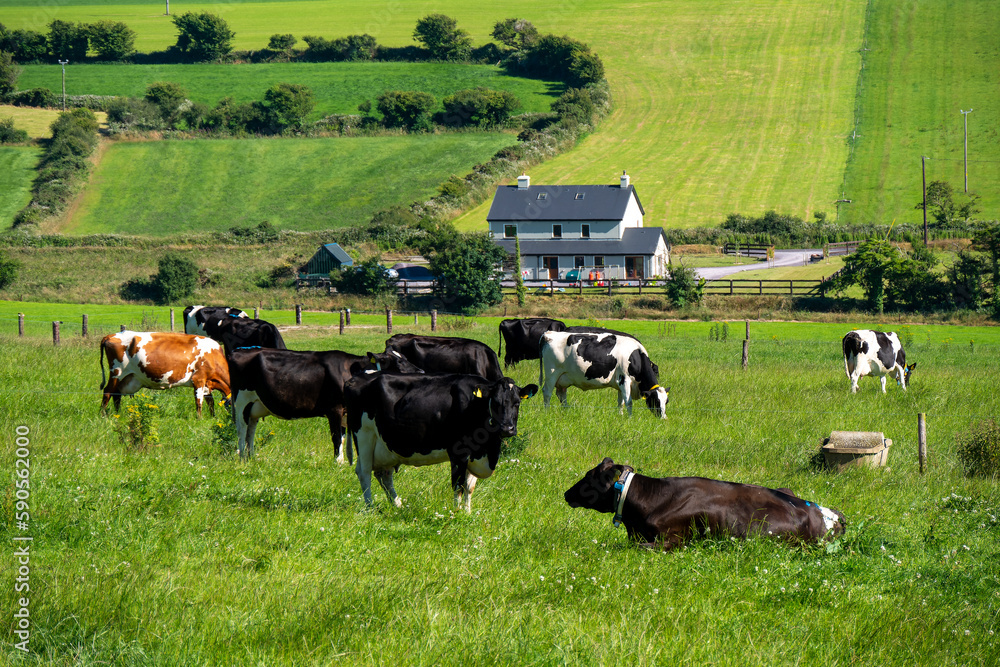 Cows in a farmers field on a summer day. Freegrazing of cattle ...