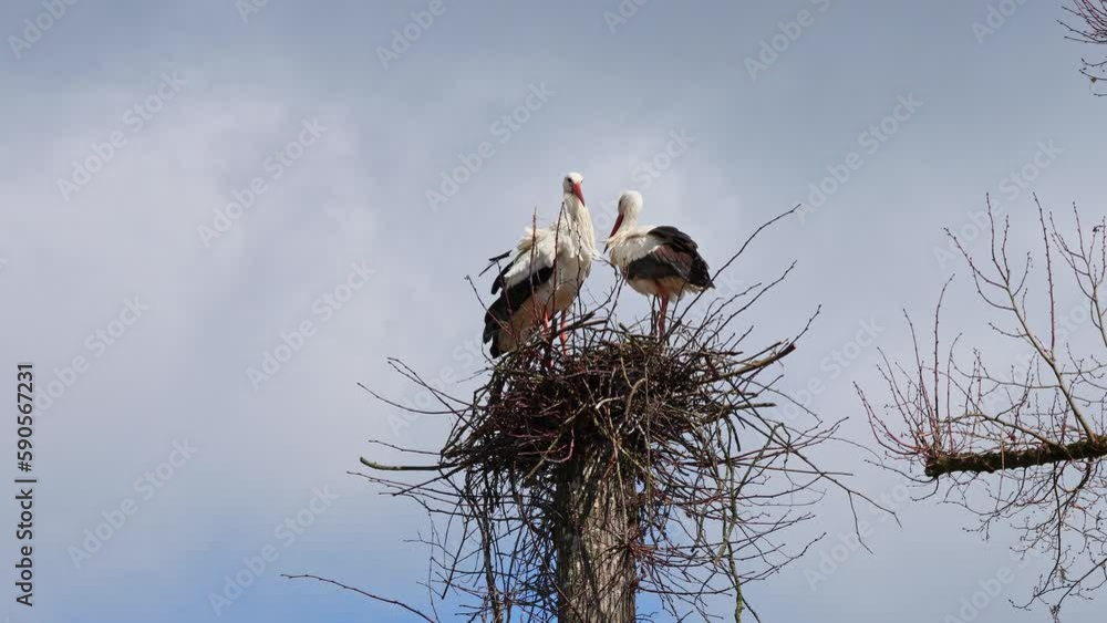 White Stork, Ciconia ciconia on the nest in Oettingen, Swabia, Bavaria ...