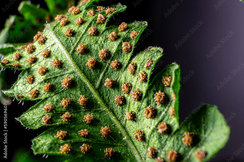 Sorus cluster on the underside of a fern leaf. Macro photography. Stock ...