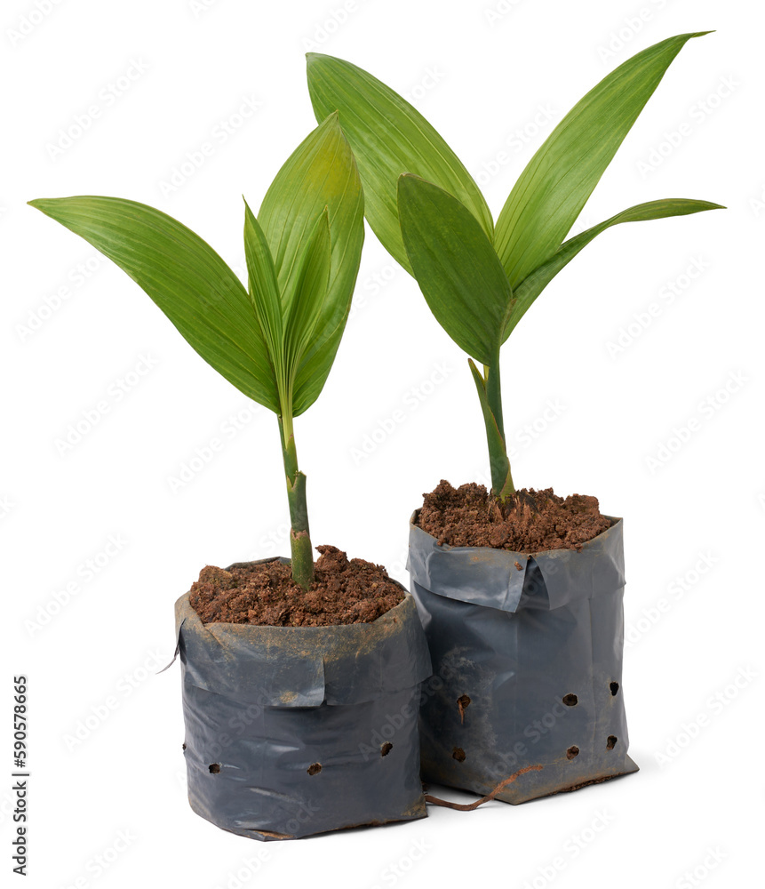 young areca nut plants, aka areca palm isolated, areca nut palm, betel ...