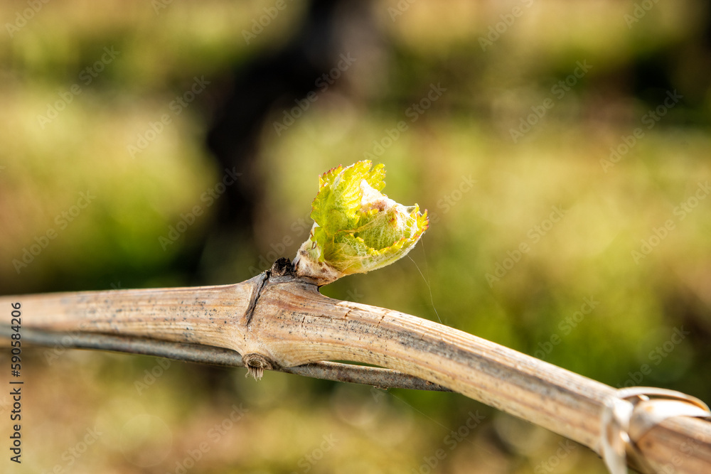 Young inflorescence of the vine. Close-up of the buds and young leaves ...