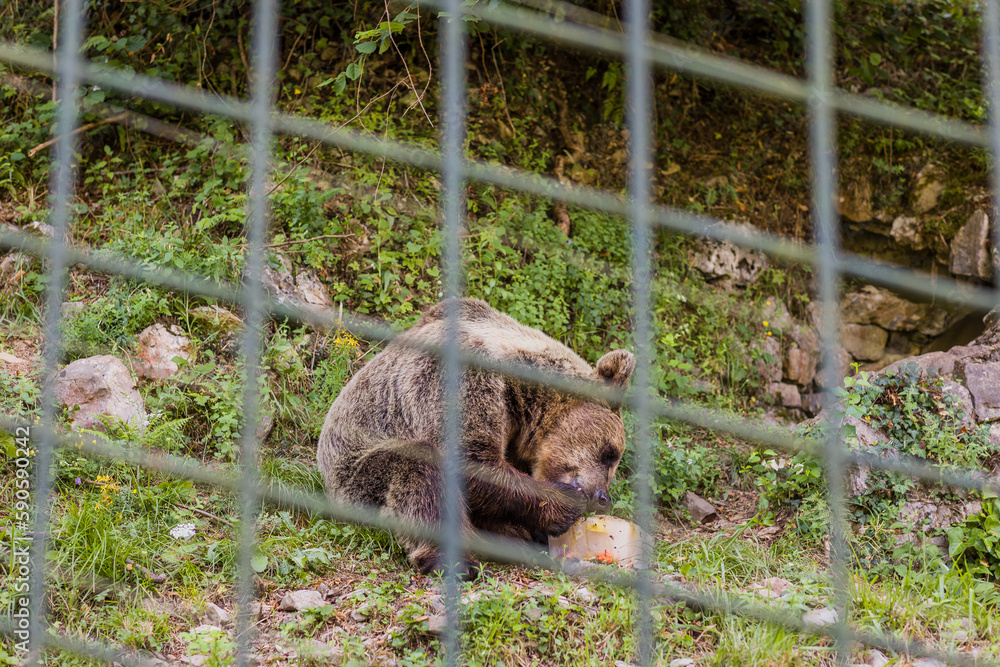 senda del oso National park Brown bear eating in a zoo fence. Nature ...