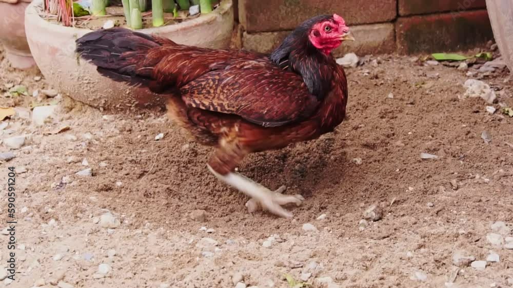 Free range chicken rooster, digging and scratching the ground with its ...