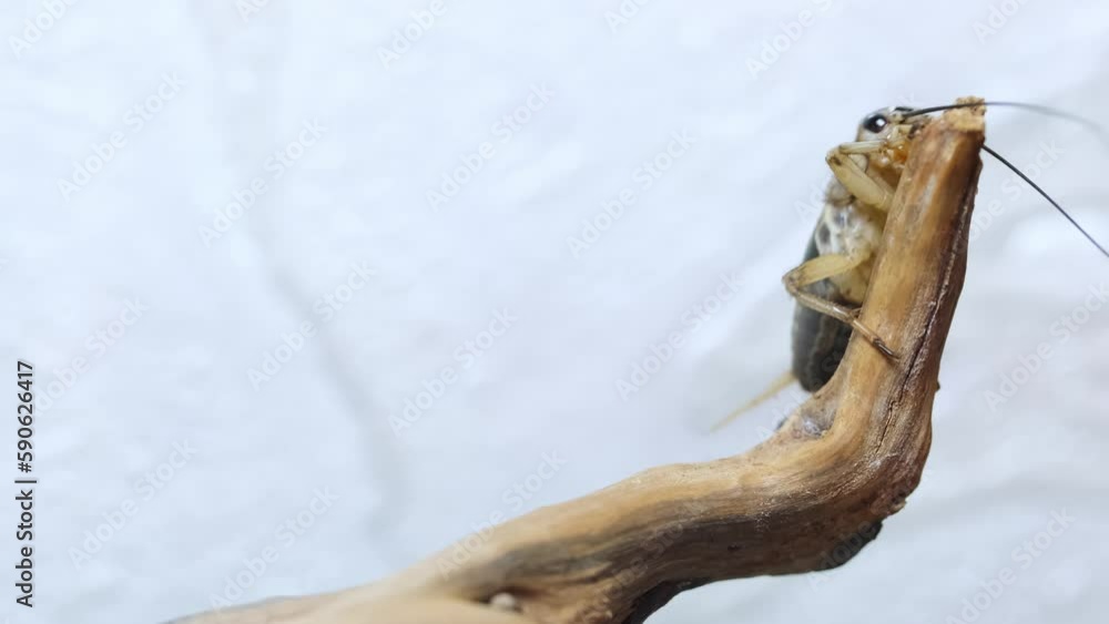 Cricket close-up. Insect pests eating crops, locusts. Asian food ...