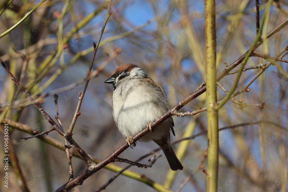 Sweden. The Eurasian tree sparrow (Passer montanus) is a passerine bird ...