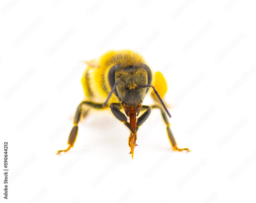 western honey bee or European honey bee - Apis mellifera - closeup ...