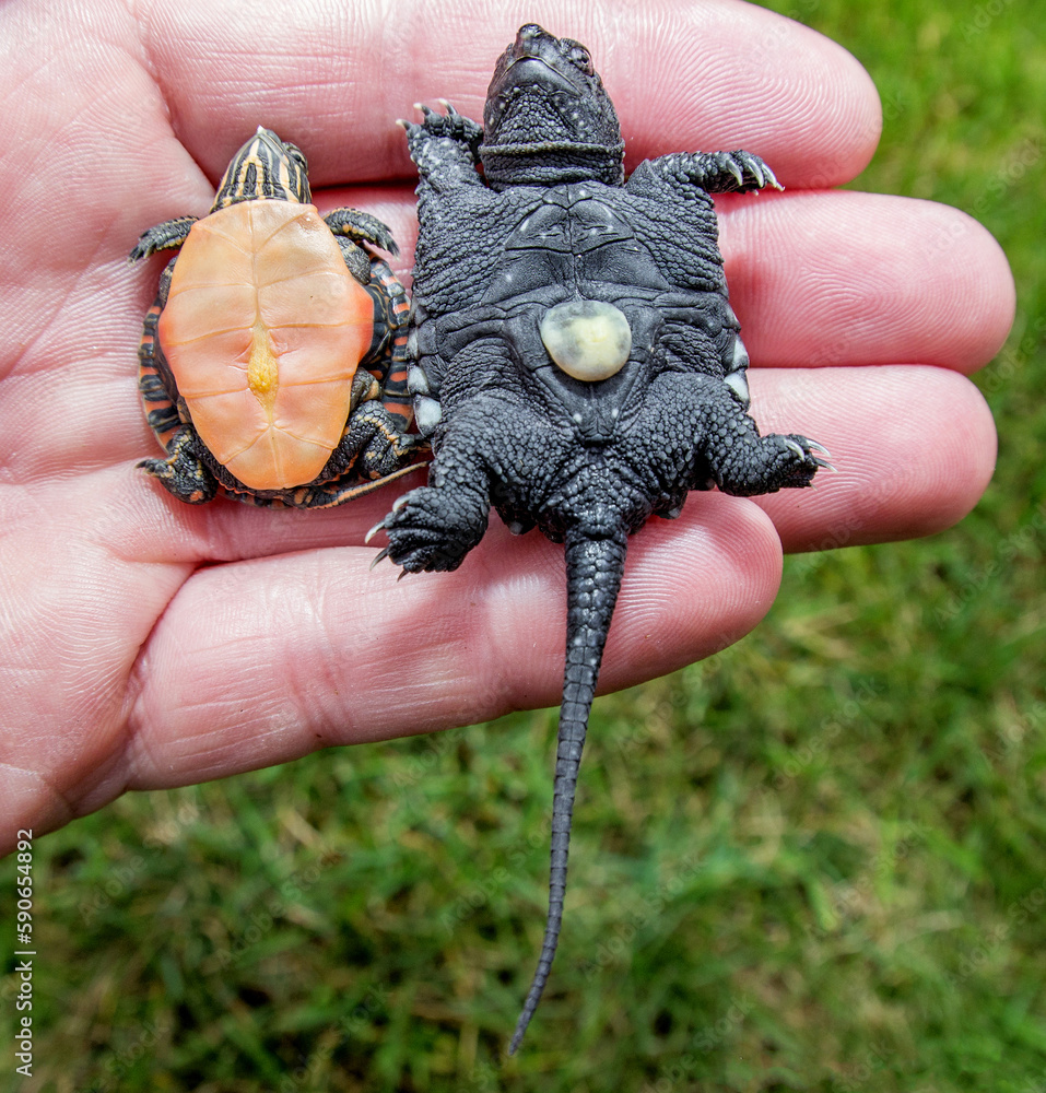 Comparison of a hatchling eastern painted turtle and a common snapping ...