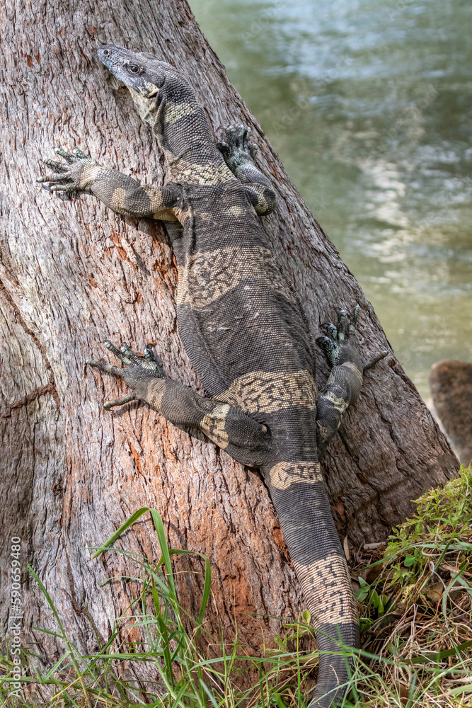Lace Monitor or Tree Goanna (Varanus varius) climbing a tree - native ...