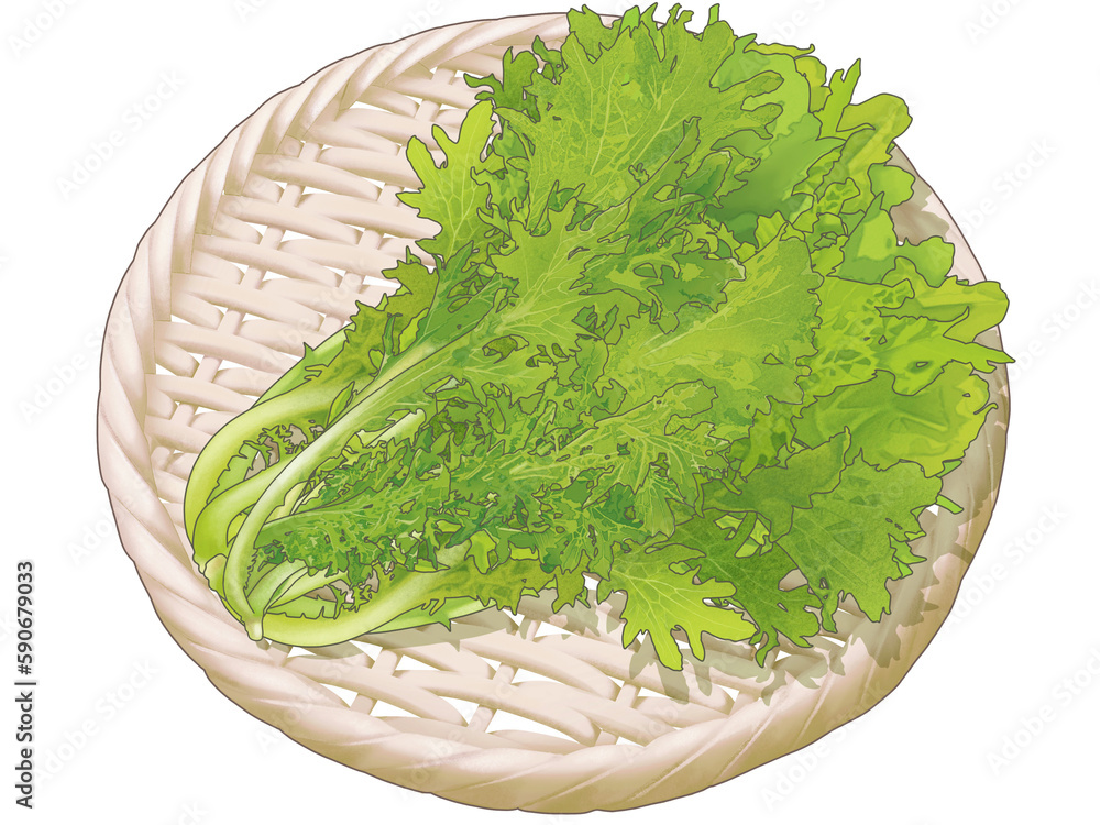 竹のザルに盛った新鮮なわさび菜のリアルテイストの美味しそうな手描きイラスト Иллюстрация Stock Adobe Stock