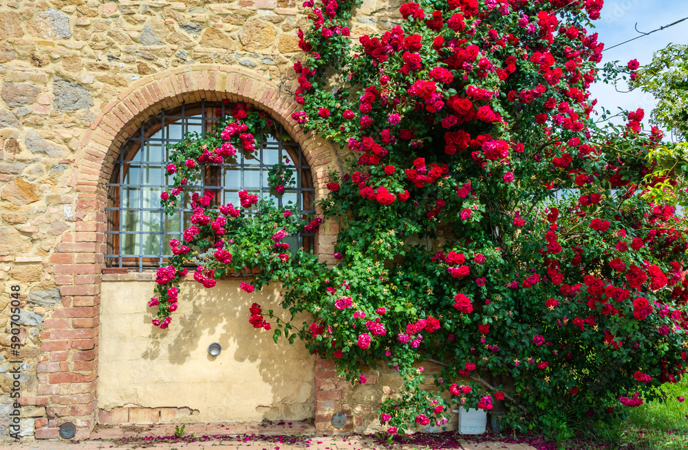 Photo & Art Print Plant of climbing red roses on a wall of a typical ...