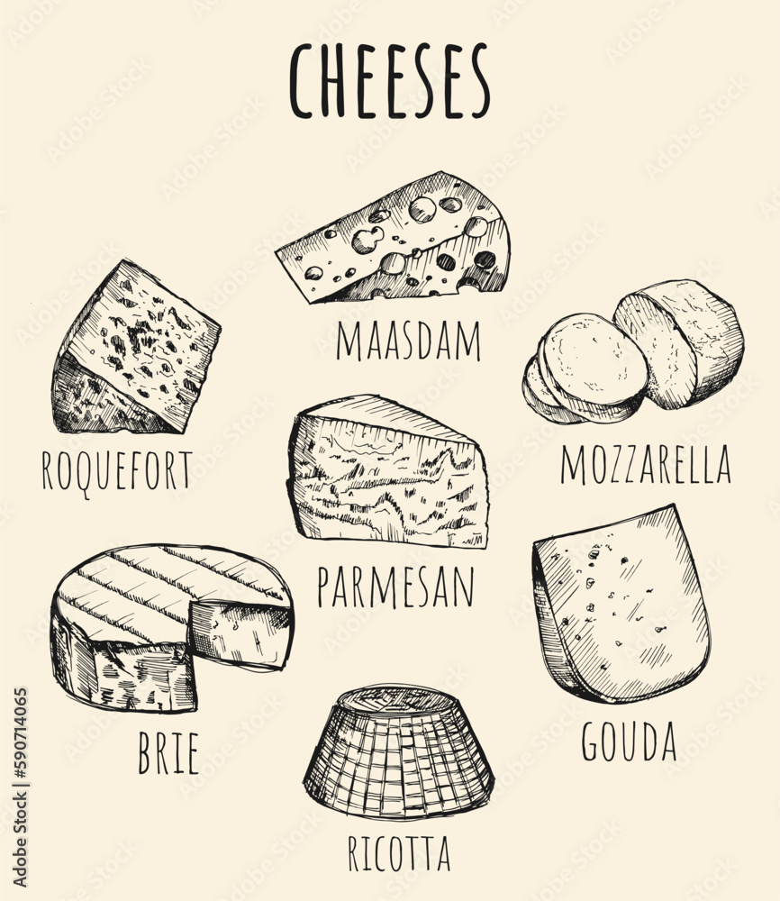Graphic sketch of different cheeses. Isolated curds collection used for ...