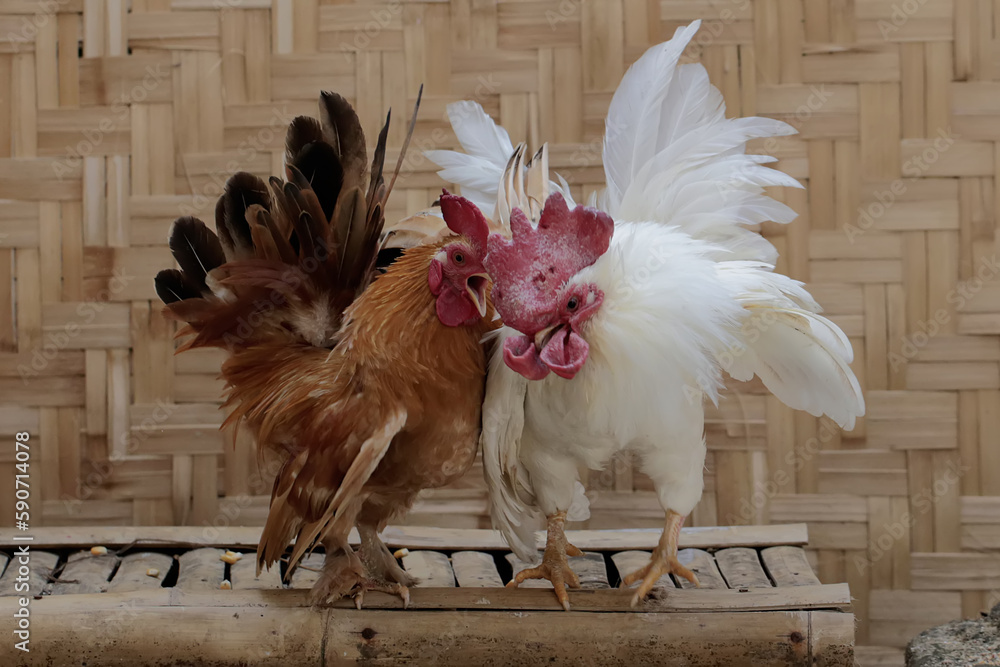 Zdjęcie Stock: Two adult roosters are fighting for territory. Animals ...