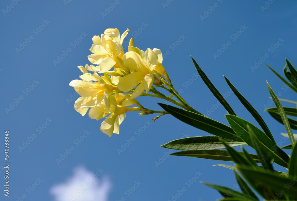 light yellow oleander flower closeup. botanical name Nerium oleander ...