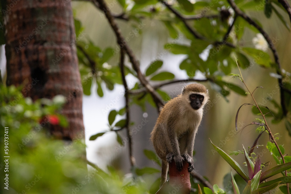 Foto de shameless gang of monkeys in hotel in kenya monbasa. Old world ...