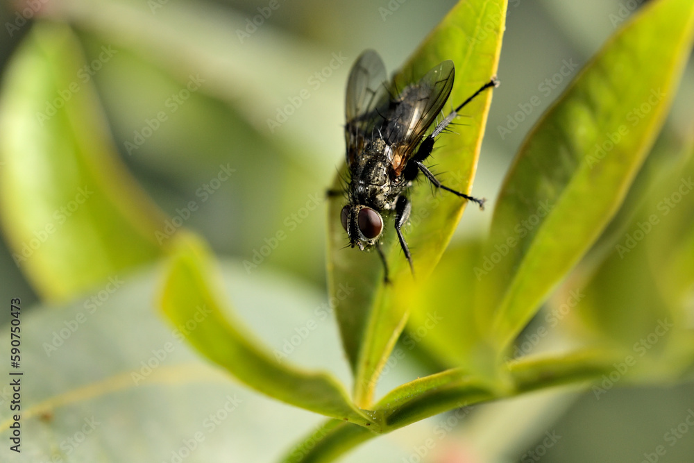 mosca doméstica o común (Musca domestica) bebiendo las gotas del rocío ...