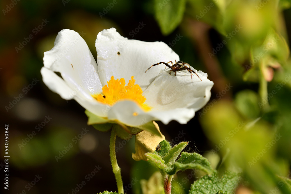 araña Napoleón o araña cangrejo sobre una flor blanca (synema globosum ...
