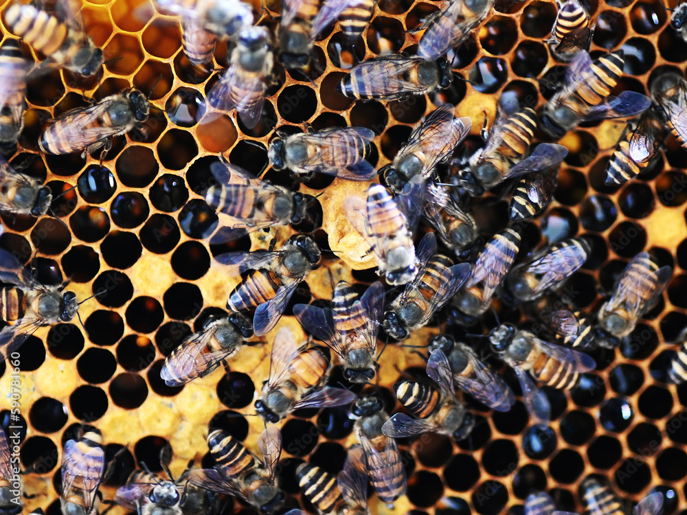 Indian honey bees (Apis cerana indica) on the beehive, closeup view ...