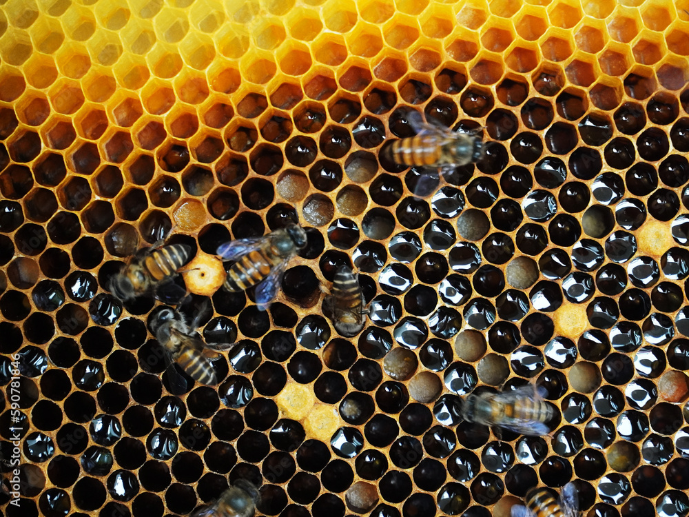 Indian honey bees (Apis cerana indica) on the beehive, closeup view ...