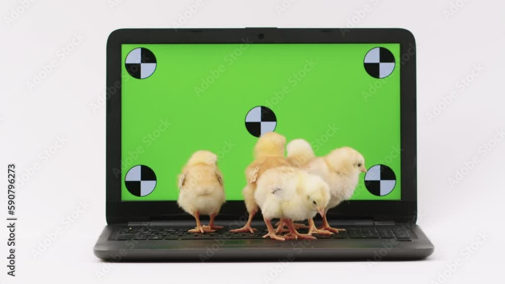 Cute chickens walk on the laptop keyboard with a green screen, look at ...