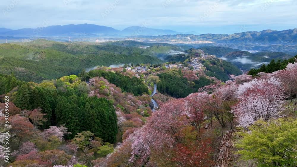 Cherry blossom in Japan, Yoshino mountains in spring with sakura trees ...