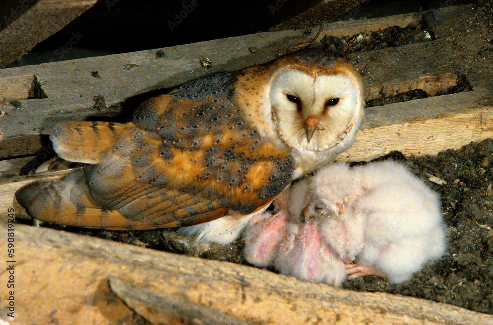Effraie des clochers, Chouette effraie, nid, Tyto alba, Western Barn ...