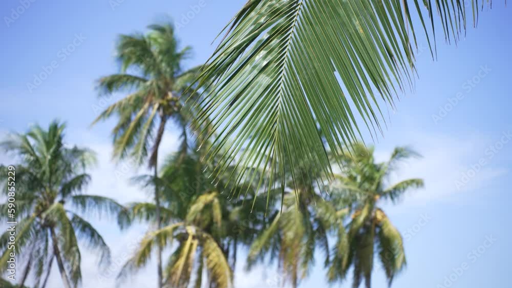Palm tree. Coconut Palm on the background of the blue sky. The green ...
