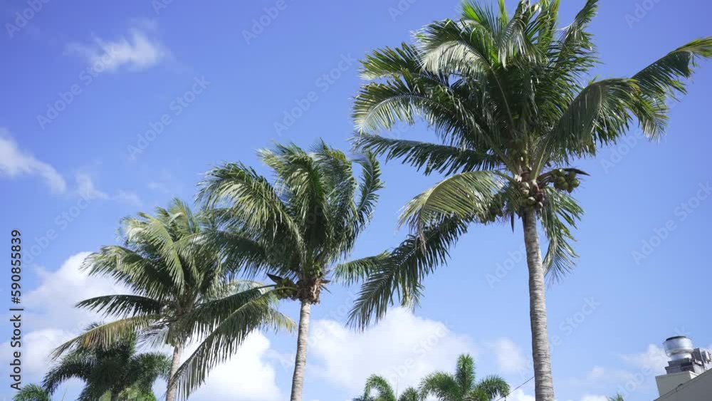 4K video captures a palm tree and its waving coconut palm leaves ...