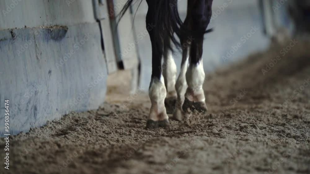 Slow motion close up.close-up hoof. Horse Race. There is dust from ...