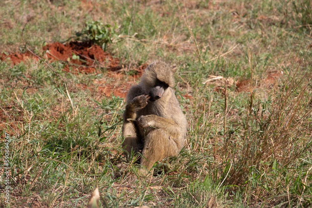shameless gang of monkeys in hotel in kenya monbasa. Old world monkeys ...