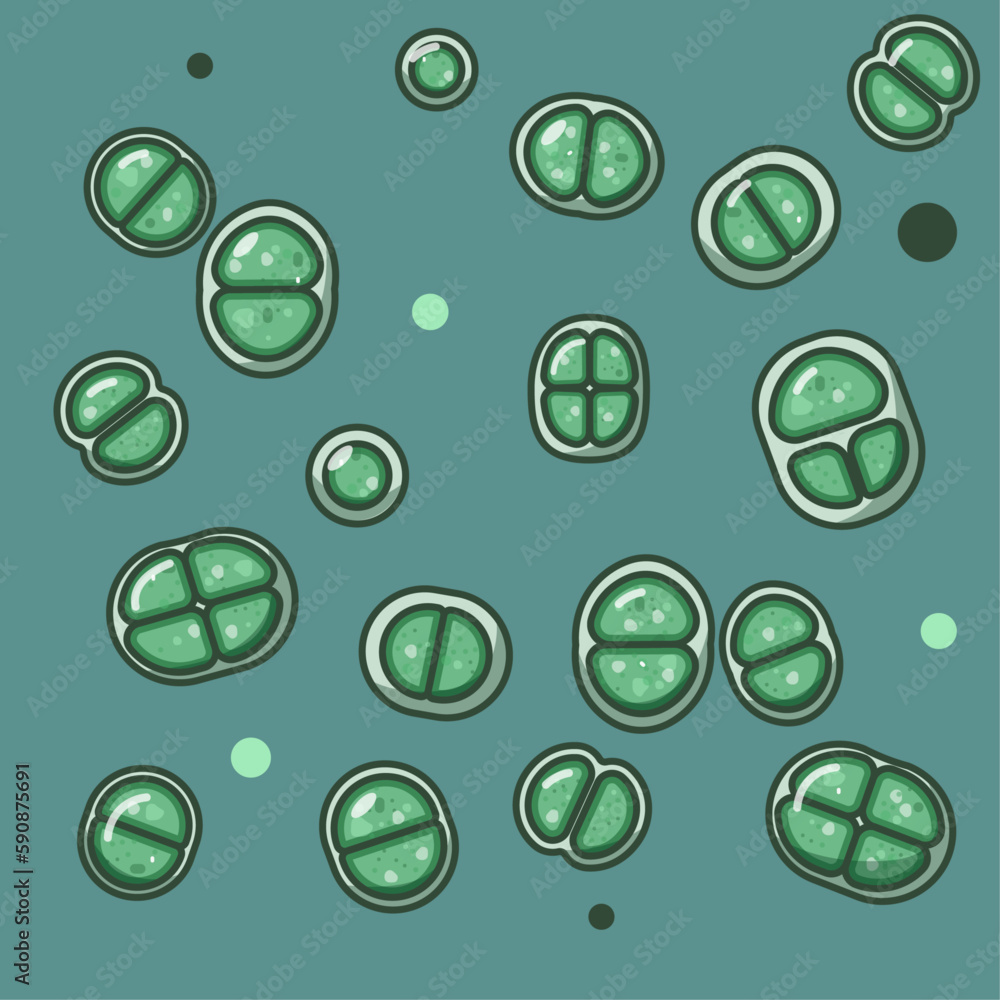 Chroococcus is a photosynthetic cyanobacteria found in freshwater and ...
