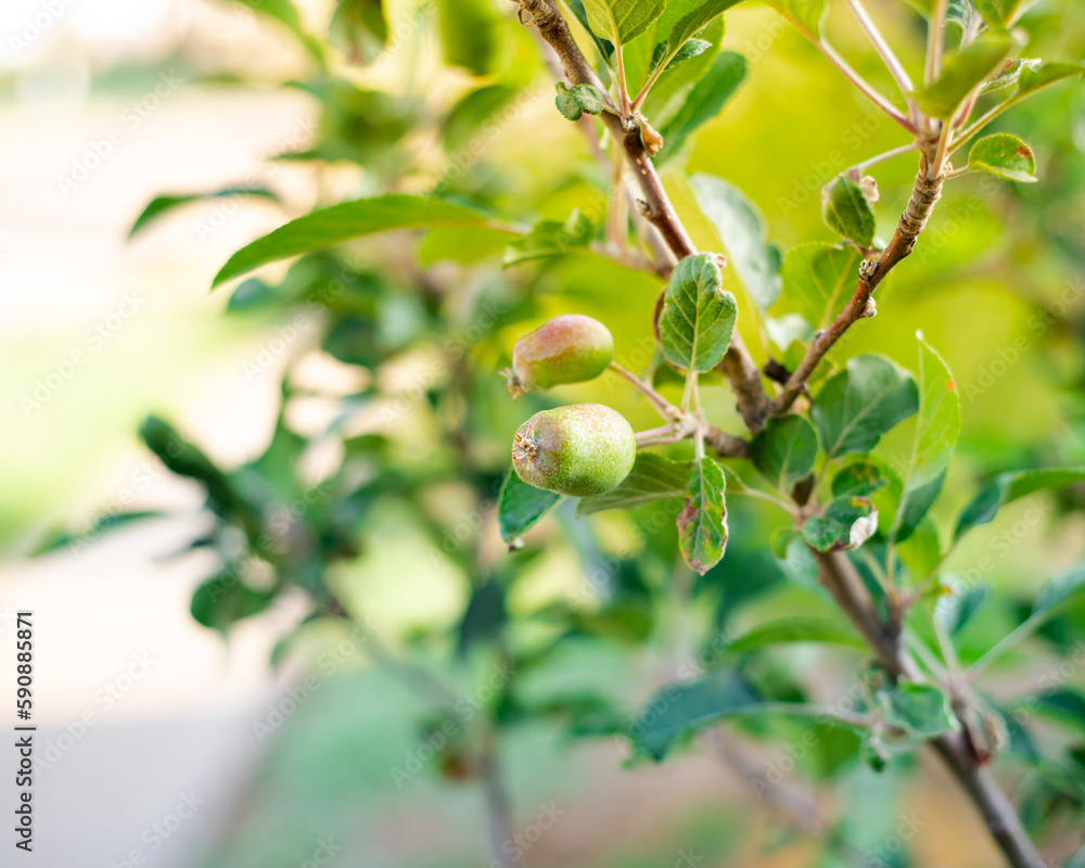Apple trees with young fruits growing at front yard homestead garden ...