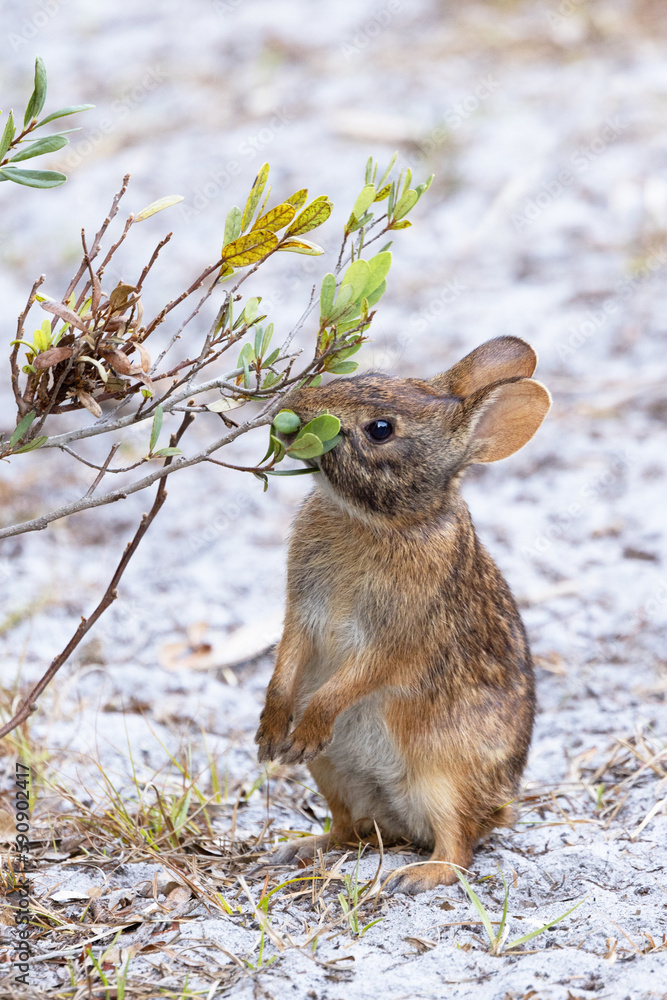 A cute brown rabbit, probably a marsh rabbit (Sylvilagus palustris ...