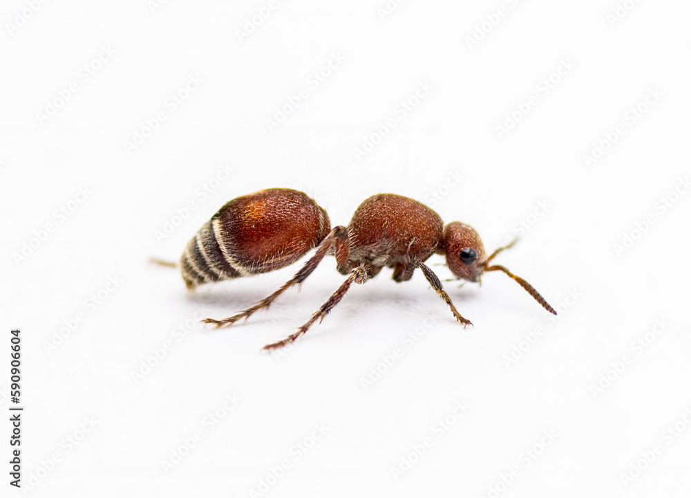 Velvet ant - Dasymutilla sp. most likely, an insect in the family ...