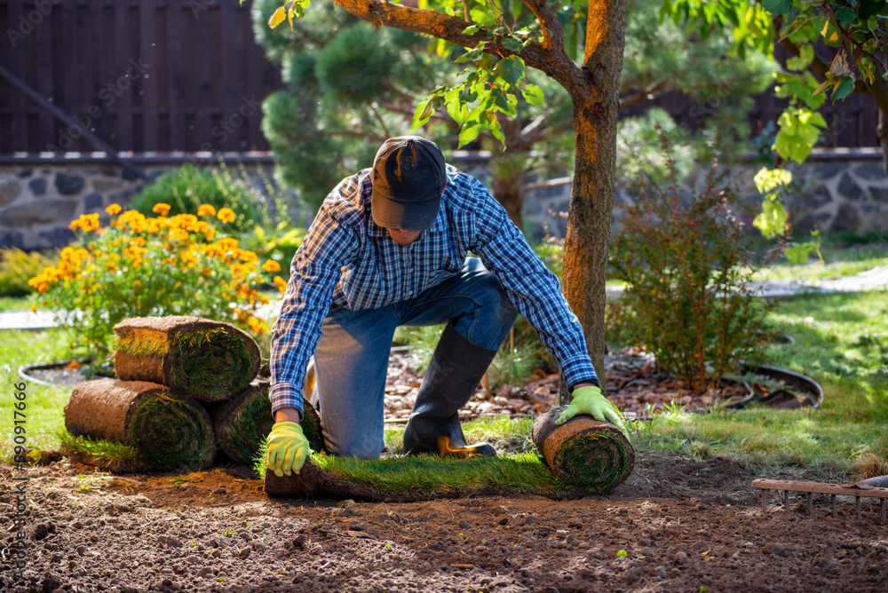 Natural Grass Turf Professional Installer. Gardener Installing Natural ...