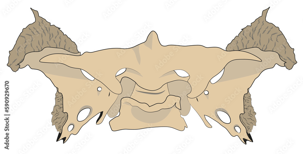 Sphenoid. Anterior face of the sphenoid bone. Irregular human bone ...