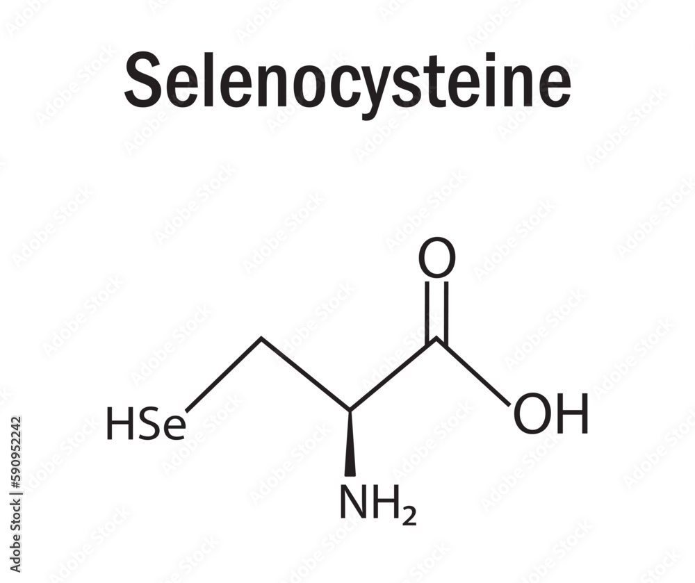 Selenocysteine amino acid formula and structure. Chemical molecular ...