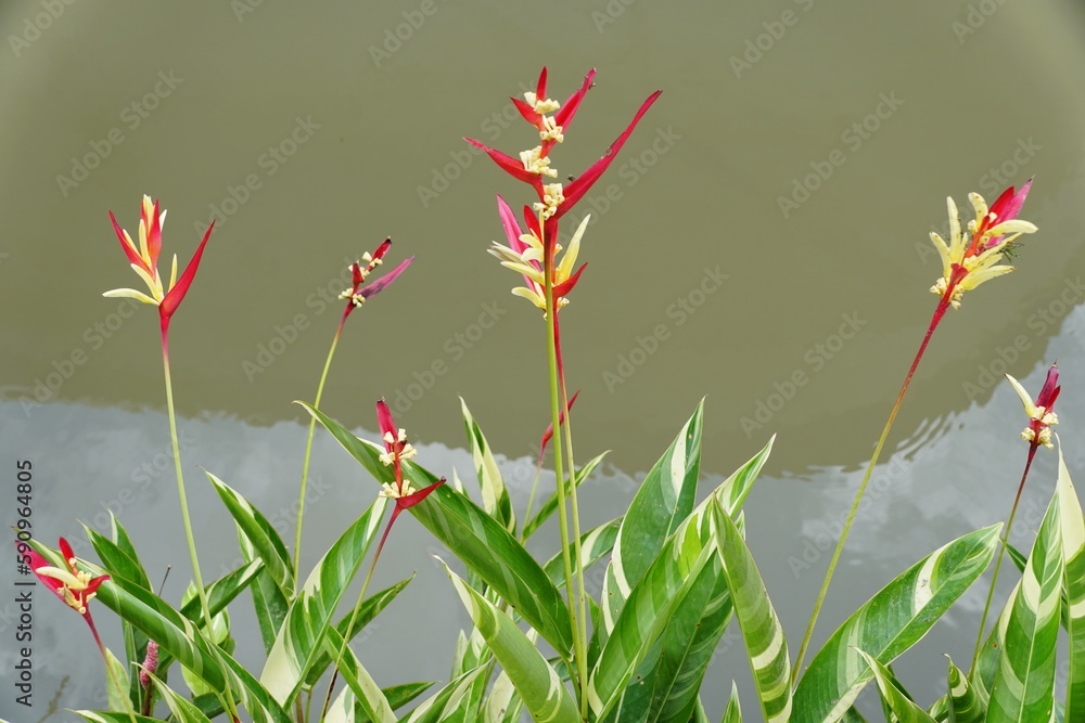 The red and yellow flowers of Heliconia psittacorum, a unique tropical ...