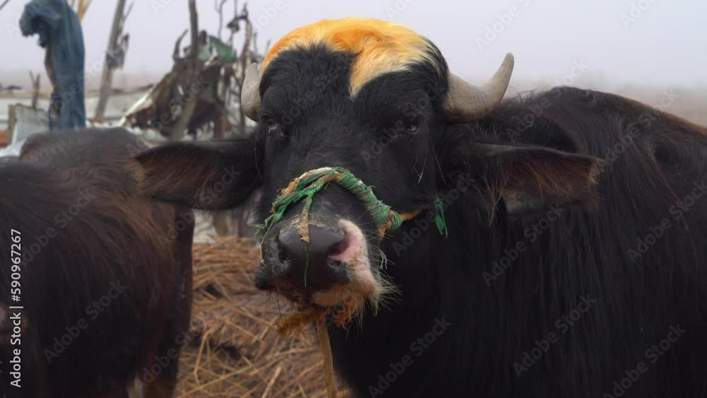 Vidéo Stock Portrait of Horned Black Cow Head Face in Farm in ...