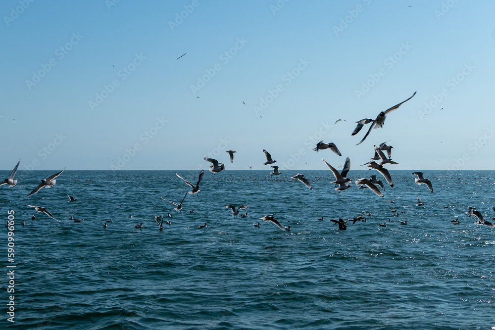 Aves volando sobre la mar casando peces en las islas ballestas en ...