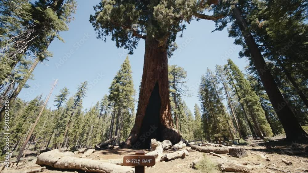 Behold the awe-inspiring Grizzly Giant Sequoia, standing tall and proud ...