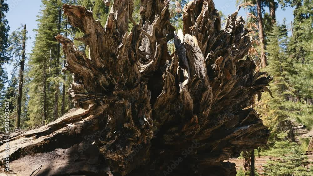 The massive and impressive roots of a fallen sequoia tree in Yosemite ...