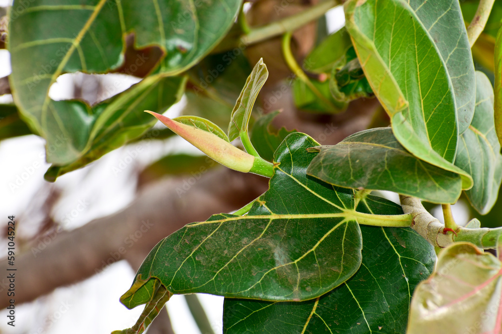 Banyan fruit, Ficus benghalensis, commonly known as the banyan, banyan ...