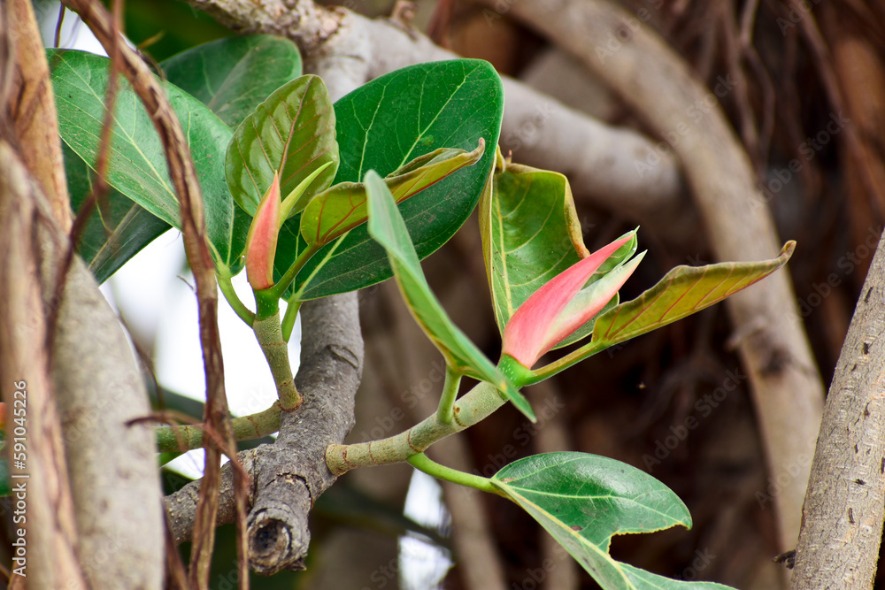 Banyan fruit, Ficus benghalensis, commonly known as the banyan, banyan ...