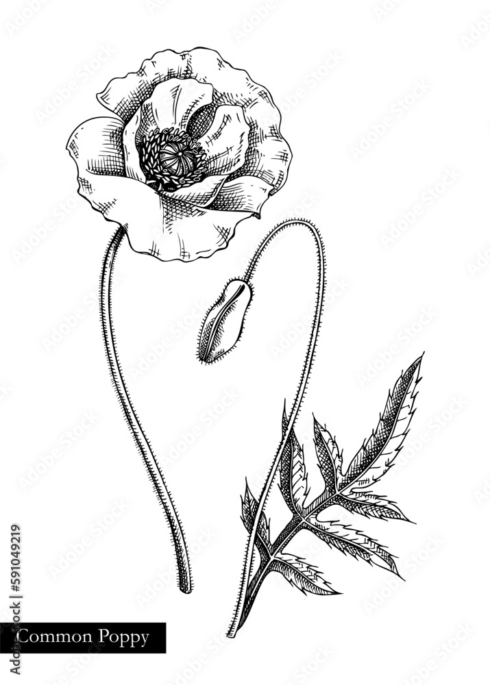 Red poppy vector illustration. Hand drawn summer flower sketch ...