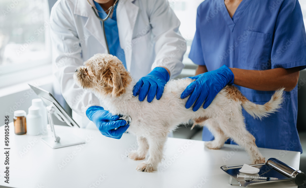 Two doctors are examining him. Veterinary medicine concept. shih tzu ...
