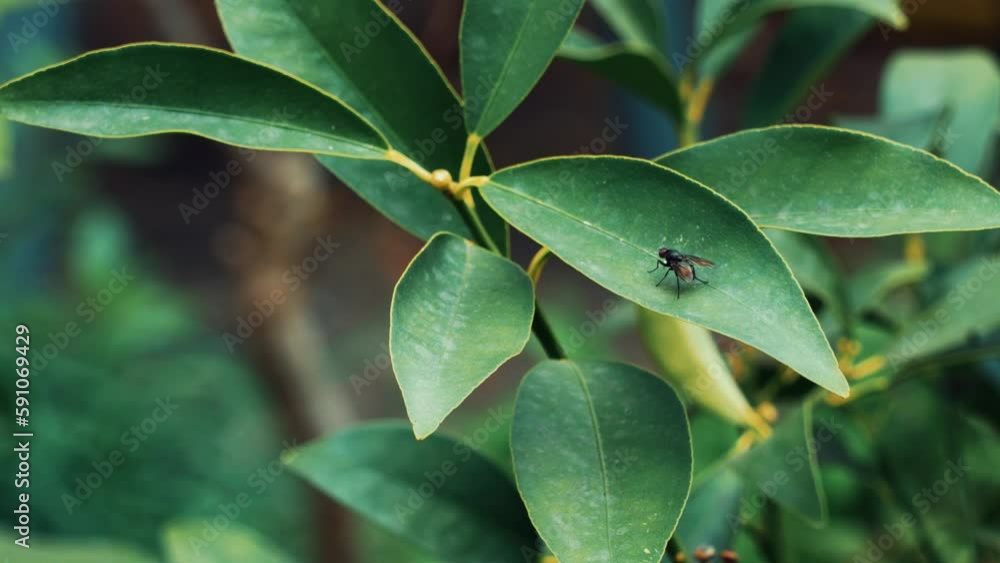 Little fly flies away. Insect on a leaf cleans its legs and leaps into ...