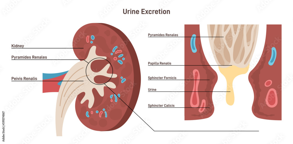 Excretion process. Urinary system function. Kidney cross section Stock ...