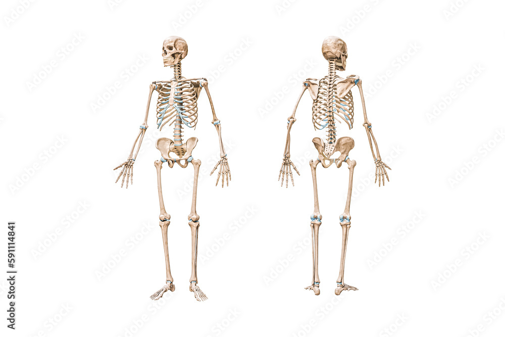 Front and back views of full human male skeleton 3D rendering ...