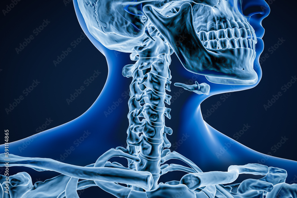 Anterior or front view of cervical vertebrae bones with adult male body ...