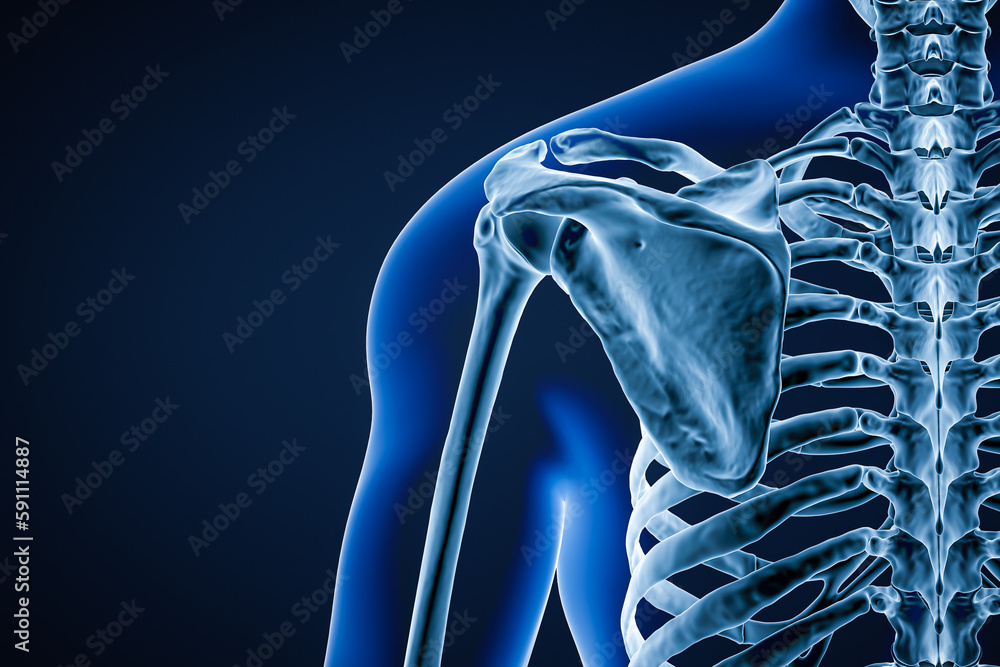 Posterior or back view of accurate human scapula bone or shoulder blade ...